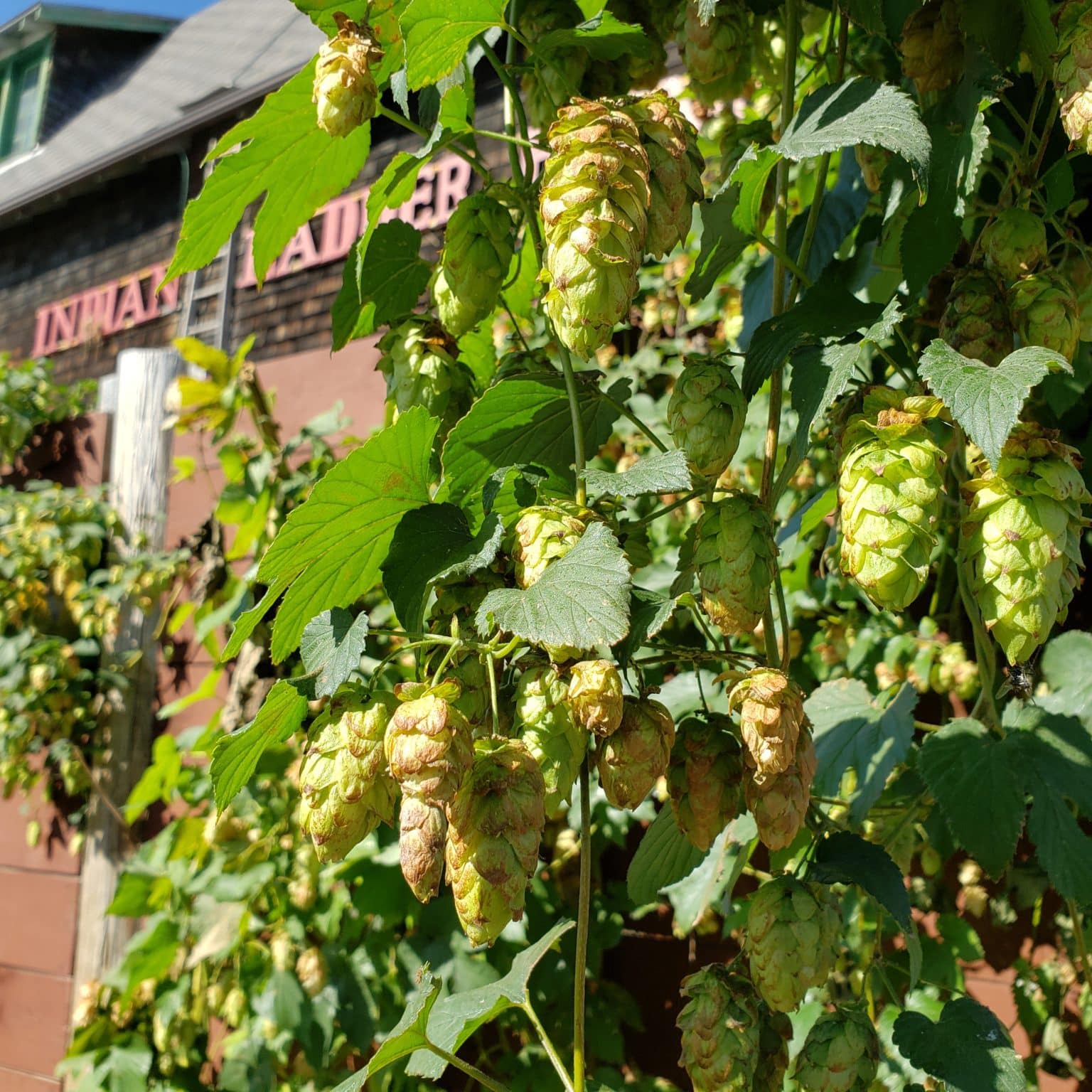 10 Things that Revolutionized New York State Beer I Think NY, Drink NY